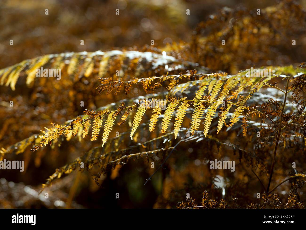 Bracken in Wappenbury Wood in autumn, Warwickshire, England, UK Stock ...