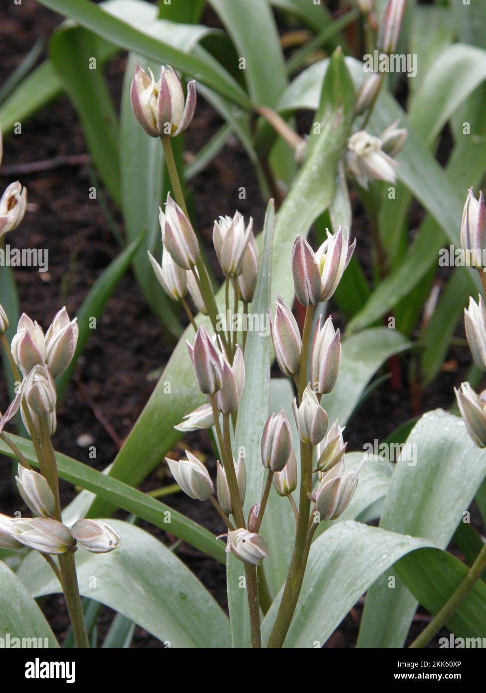 White multi-flowered Miscellaneous Turkestan tulips (Tulipa ...
