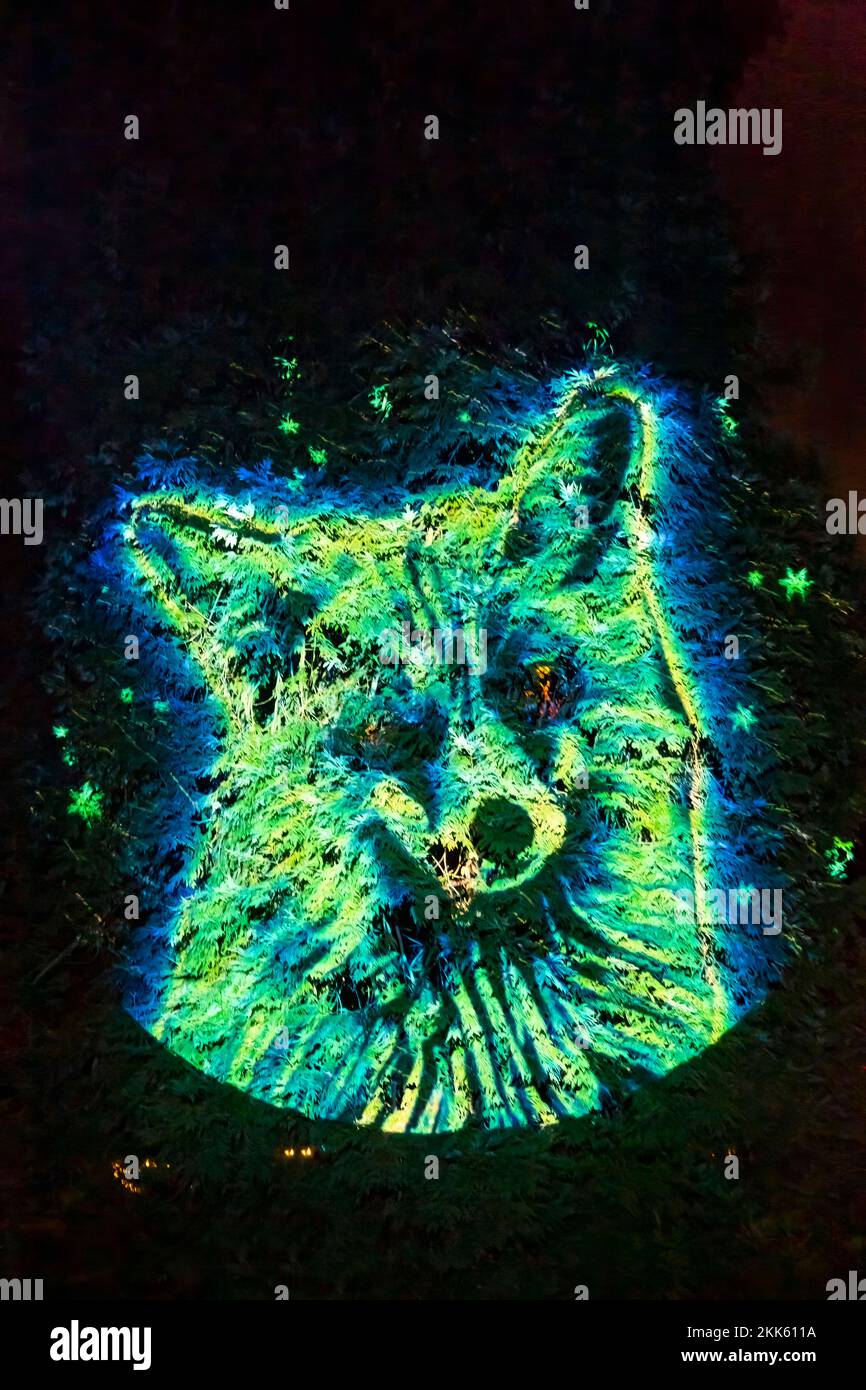 Fox projection on tree at Light Up Trails at Sir Harold Hillier Gardens ...