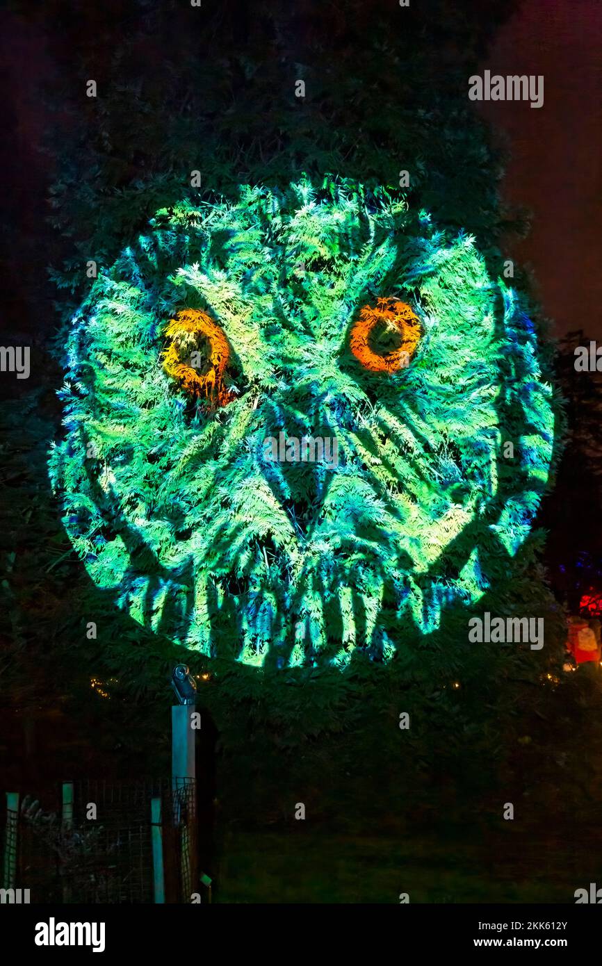 Owl projection on tree at Light Up Trails at Sir Harold Hillier Gardens ...