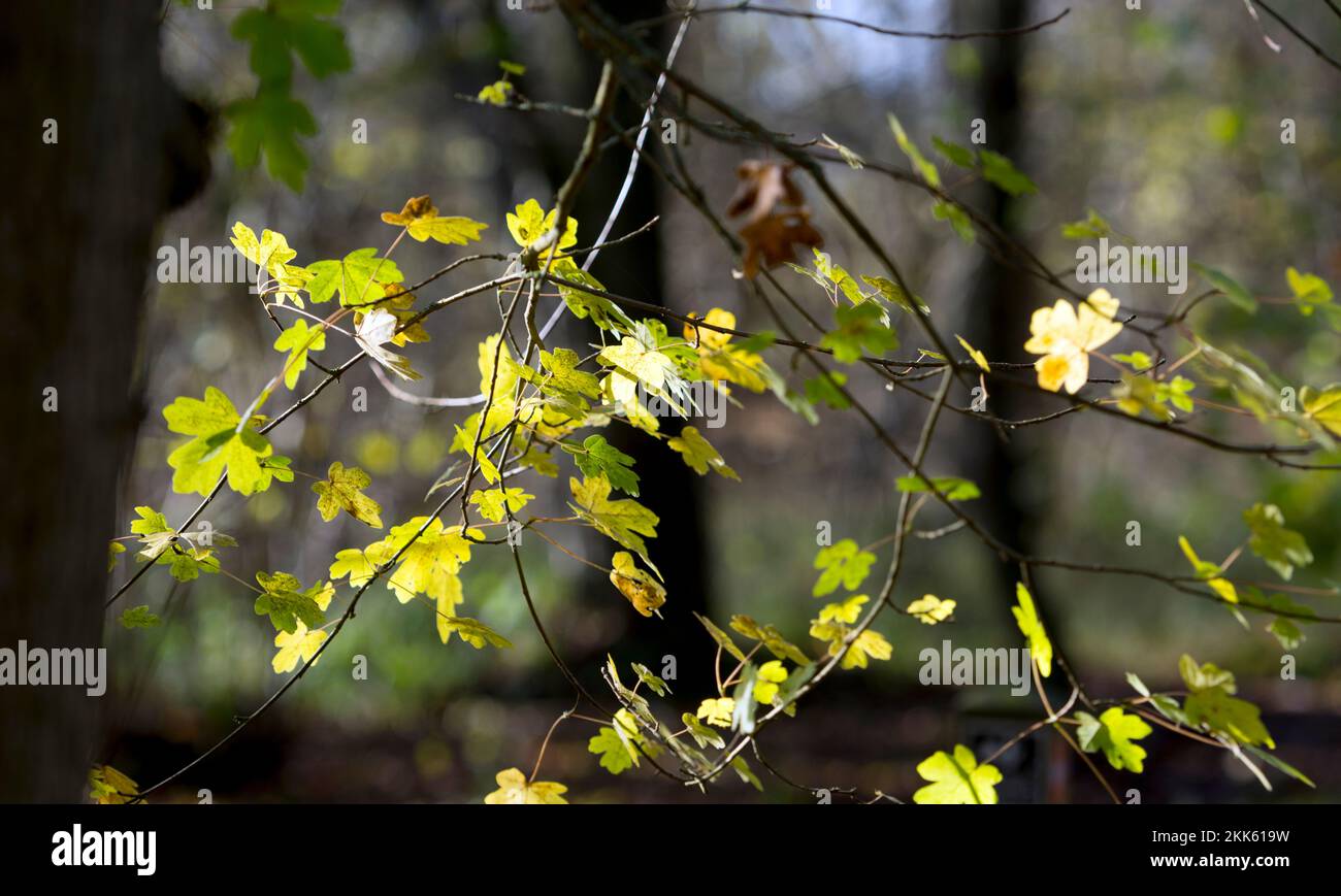 Field Maple leaves in Wappenbury Wood in autumn, Warwickshire, England ...