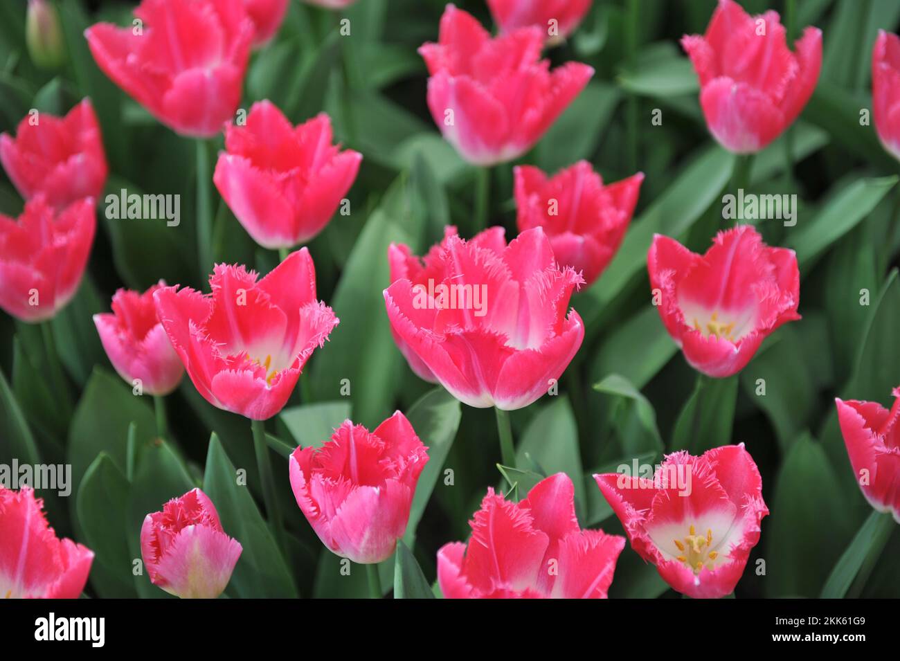 Pink amd white fringed tulips (Tulipa) Uliana bloom in a garden in ...