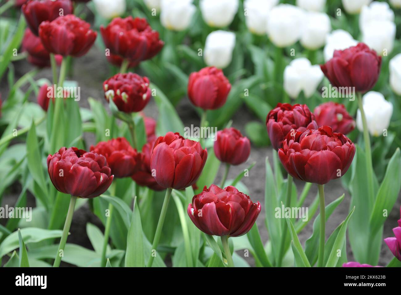 Dark red peony-flowered Double Late tulips (Tulipa) Uncle Tom bloom in ...