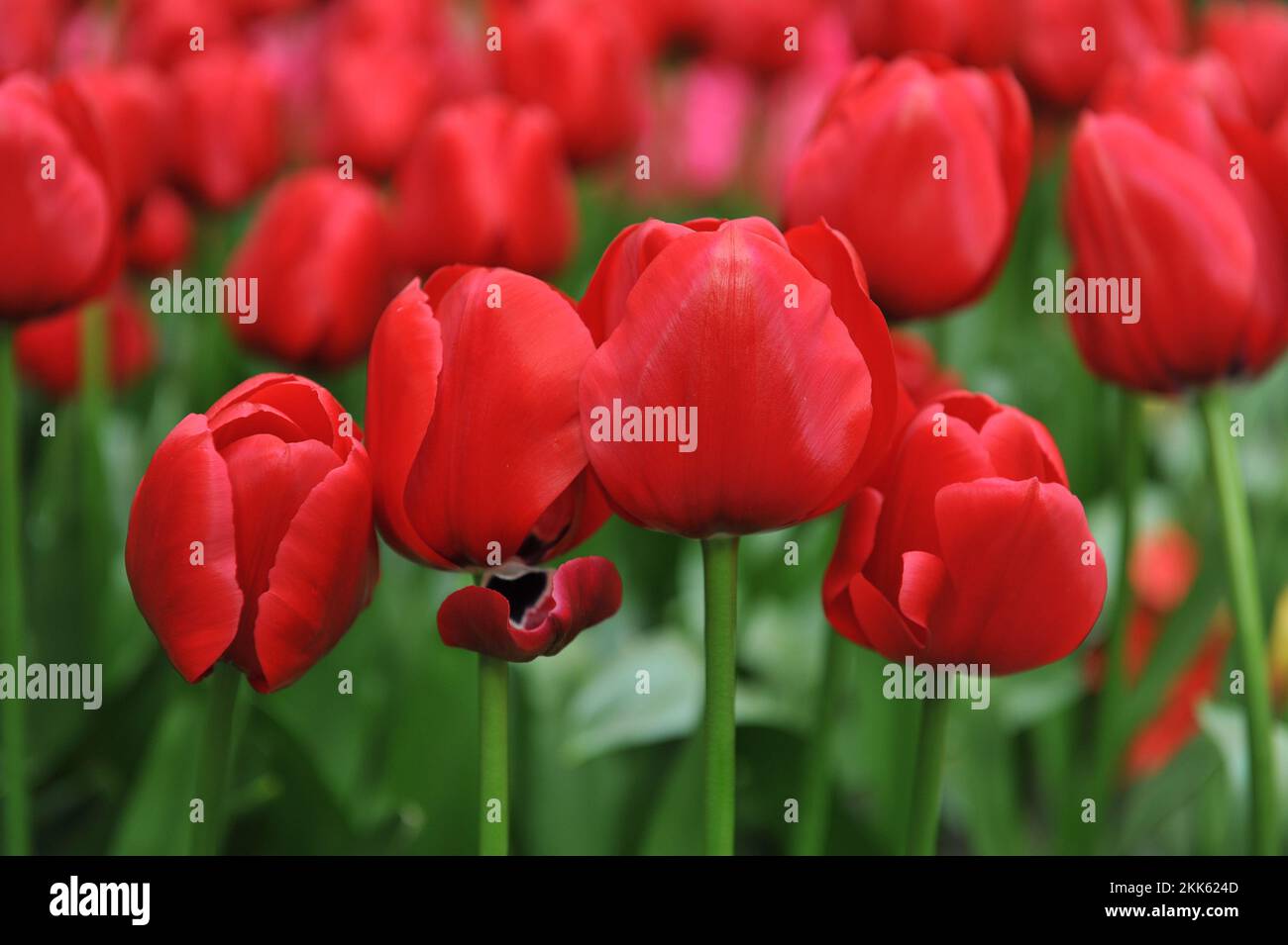 Red Triumph tulips (Tulipa) Unique de France bloom in a garden in April ...