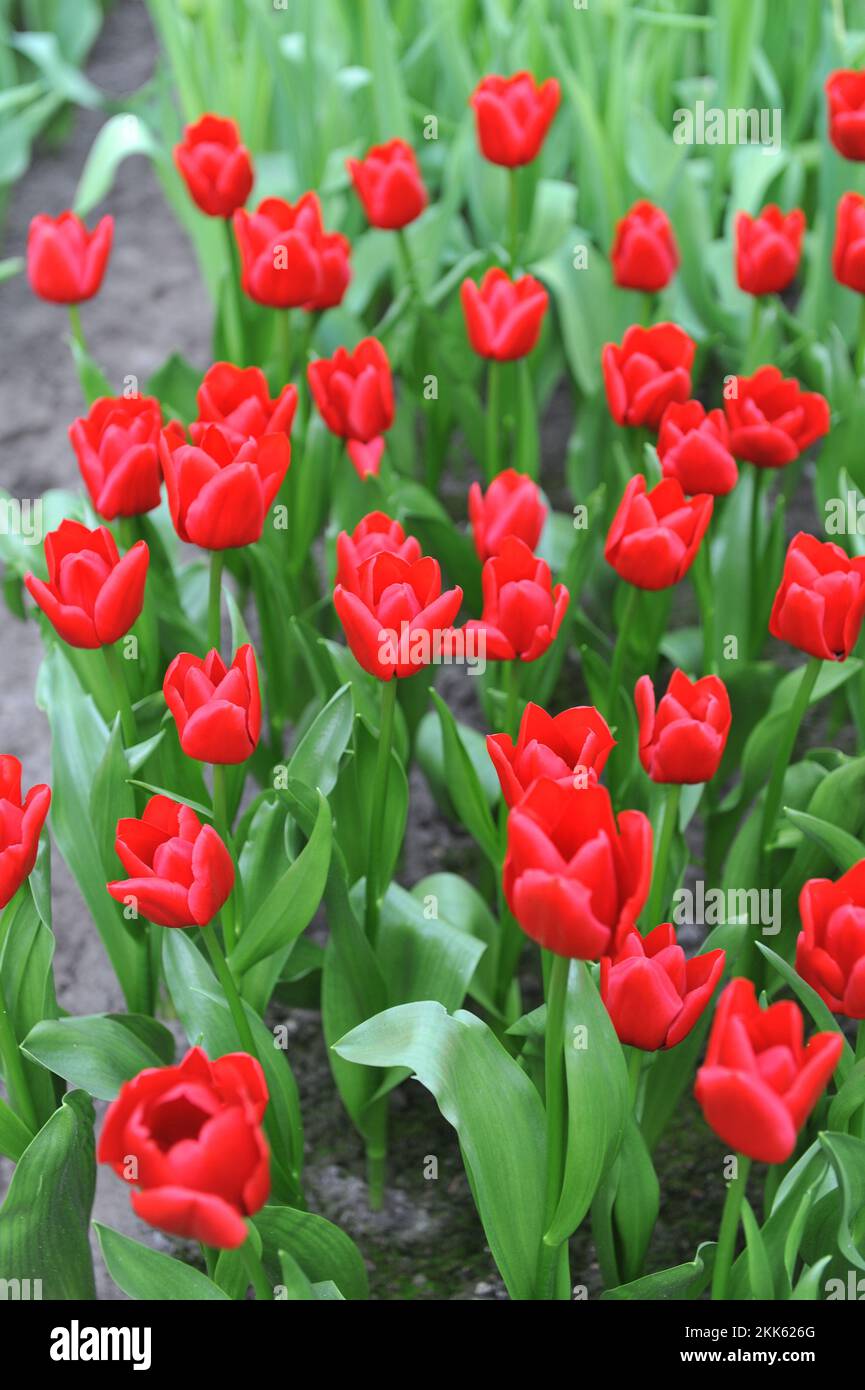 Red Triumph tulips (Tulipa) Unique de France bloom in a garden in March ...