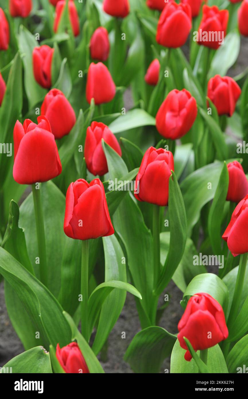 Unique de france hi-res stock photography and images - Alamy