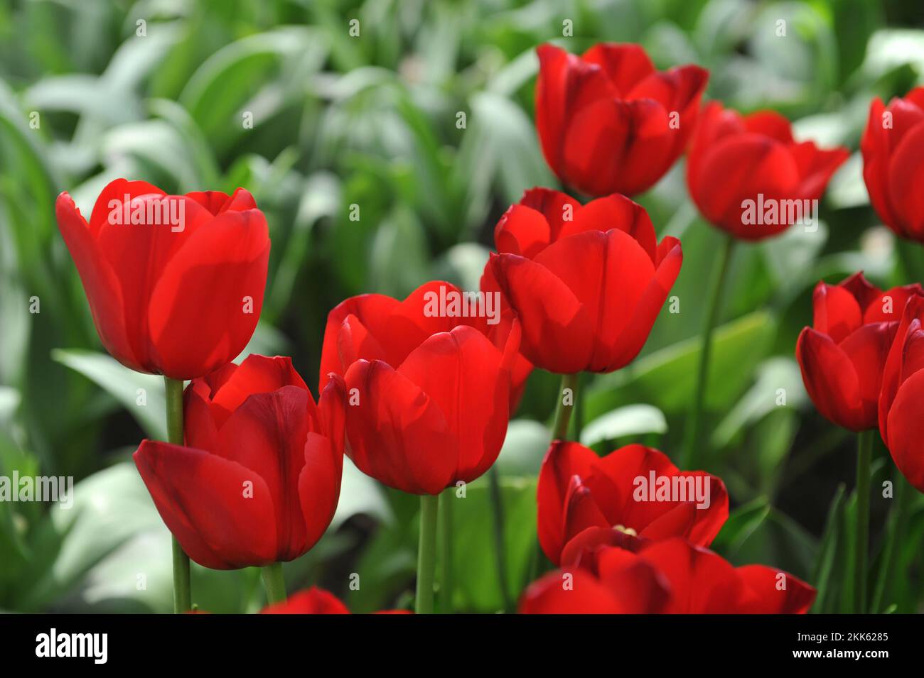 Red Triumph tulips (Tulipa) Unique de France bloom in a garden in April ...