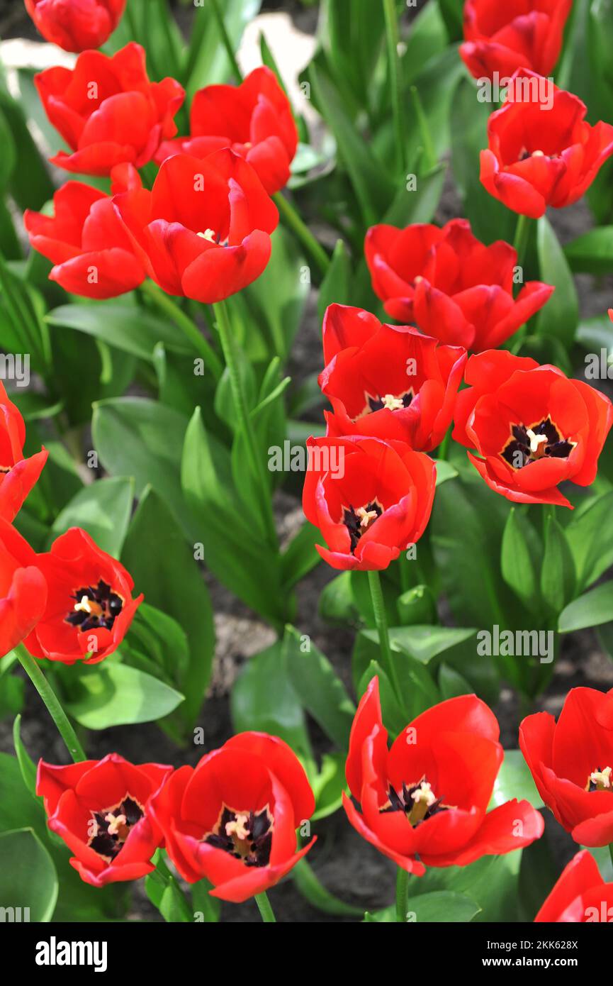 Red Triumph tulips (Tulipa) Unique de France bloom in a garden in April ...