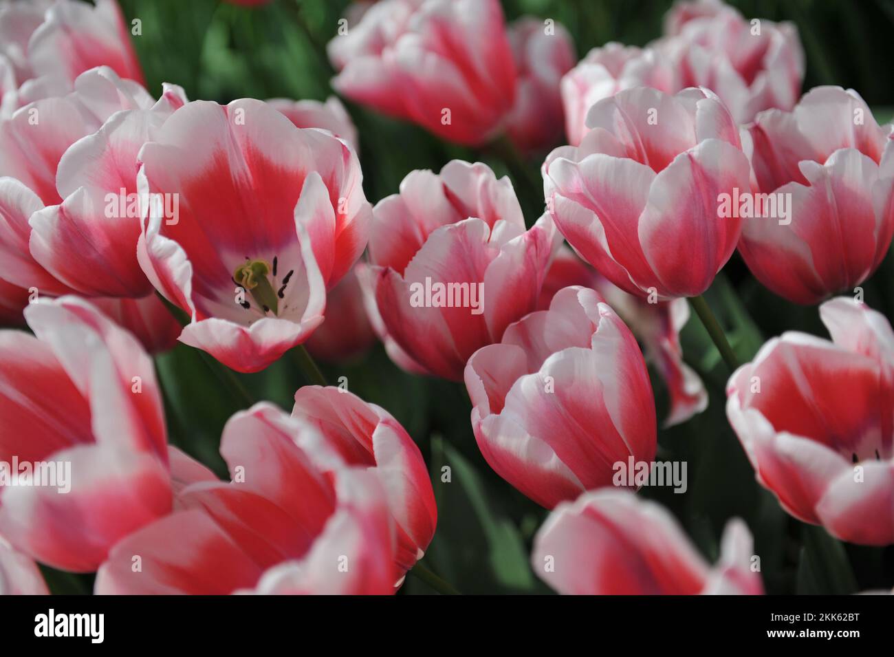 Pink and white Triumph tulips (Tulipa) Universum bloom in a garden in ...