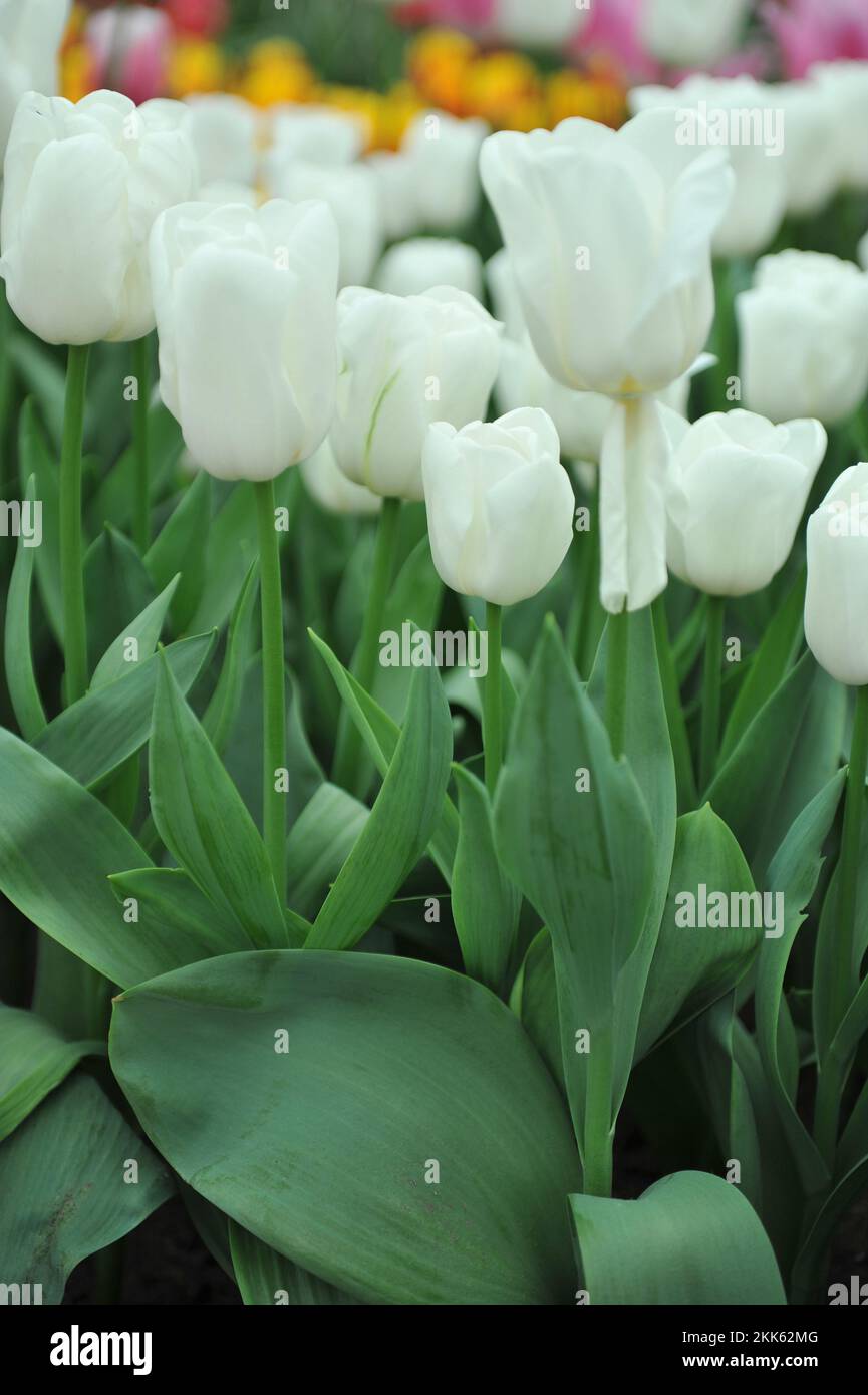 White Triumph tulips (Tulipa) Update bloom in a garden in April Stock ...