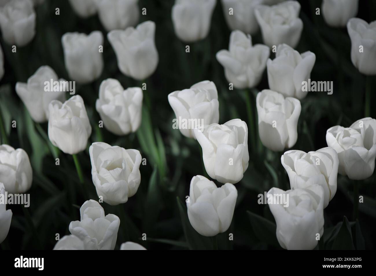 White Triumph tulips (Tulipa) Update bloom in a garden in April Stock ...