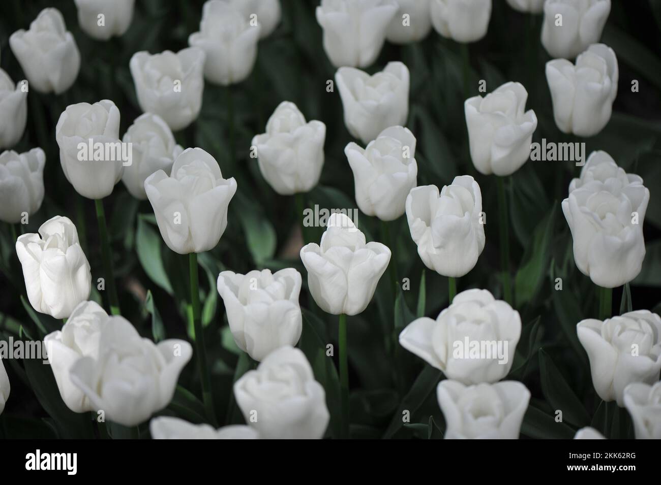 White Triumph tulips (Tulipa) Update bloom in a garden in April Stock ...