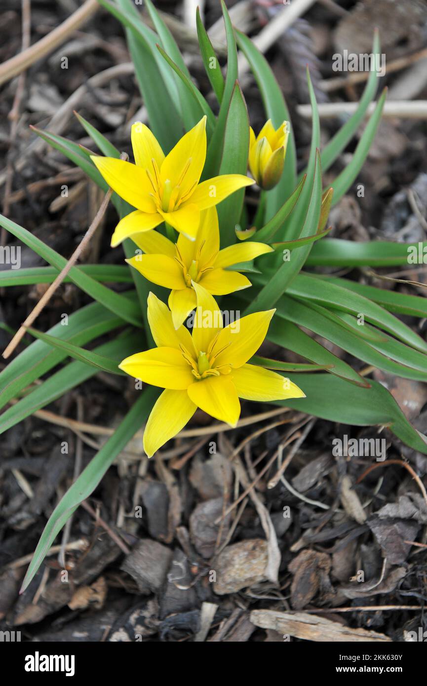 Beautiful yellow flowers in iran hi-res stock photography and images ...