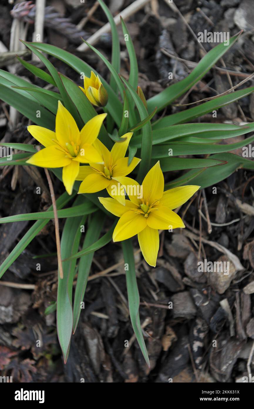 Beautiful yellow flowers in iran hi-res stock photography and images ...