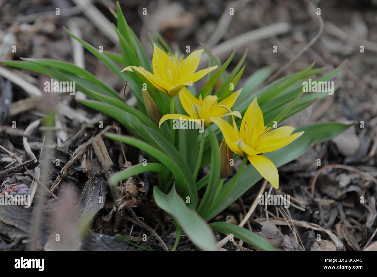 Tulip tulipa urumiensis hi-res stock photography and images - Alamy