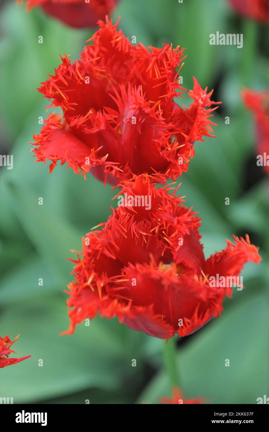 Red fringed tulips (Tulipa) Valery Gergiev bloom in a garden in March ...