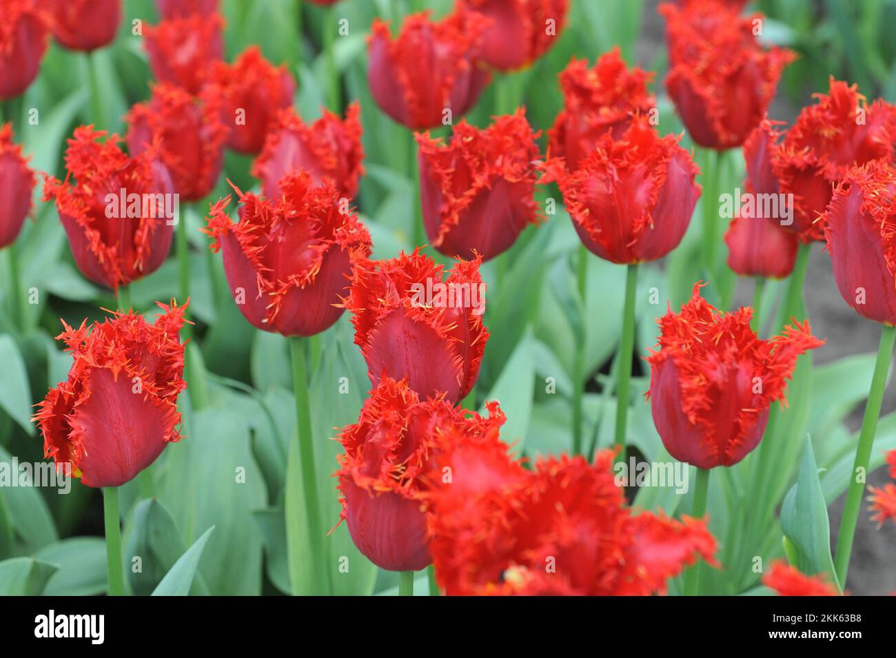 Red fringed tulips (Tulipa) Valery Gergiev bloom in a garden in March ...