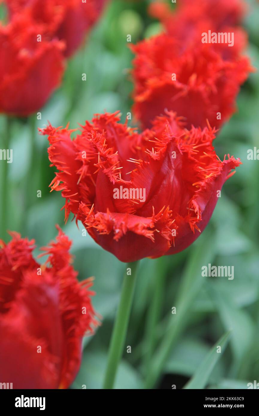 Red fringed tulips (Tulipa) Valery Gergiev bloom in a garden in March ...