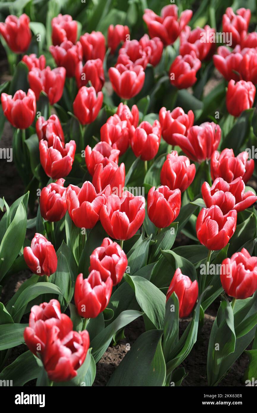 Red with white edges Triumph tulips (Tulipa) Vampire bloom in a garden ...