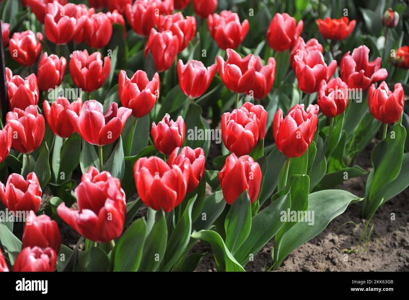 Tulipa vampire hi-res stock photography and images - Alamy