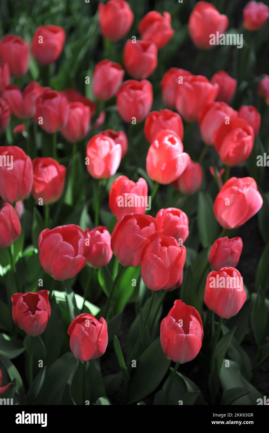 Pink Darwin Hybrid tulips (Tulipa) Van Eijk bloom in a garden in April ...