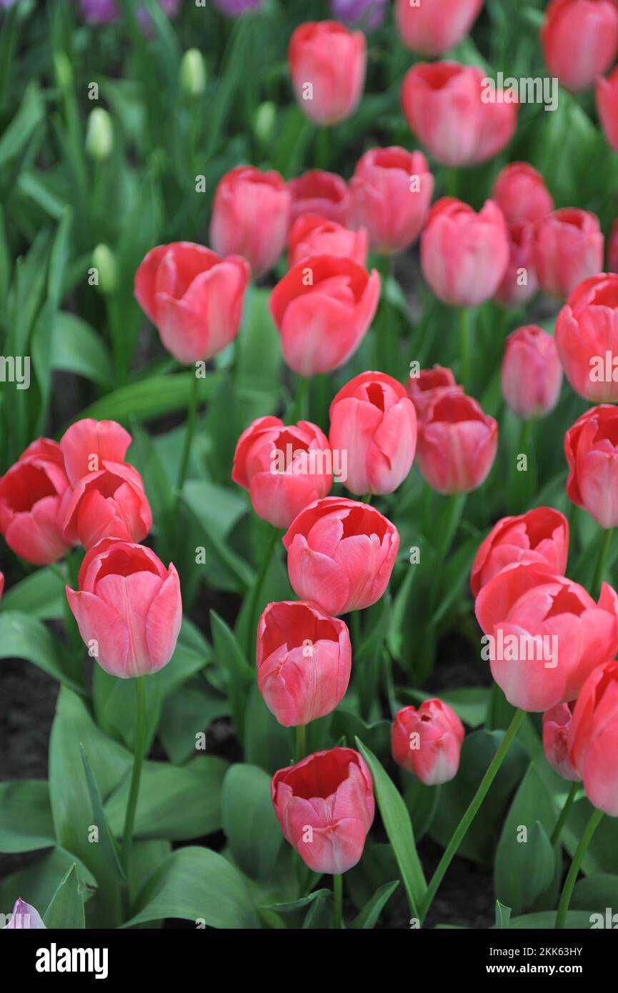 Pink Darwin Hybrid tulips (Tulipa) Van Eijk bloom in a garden in April ...