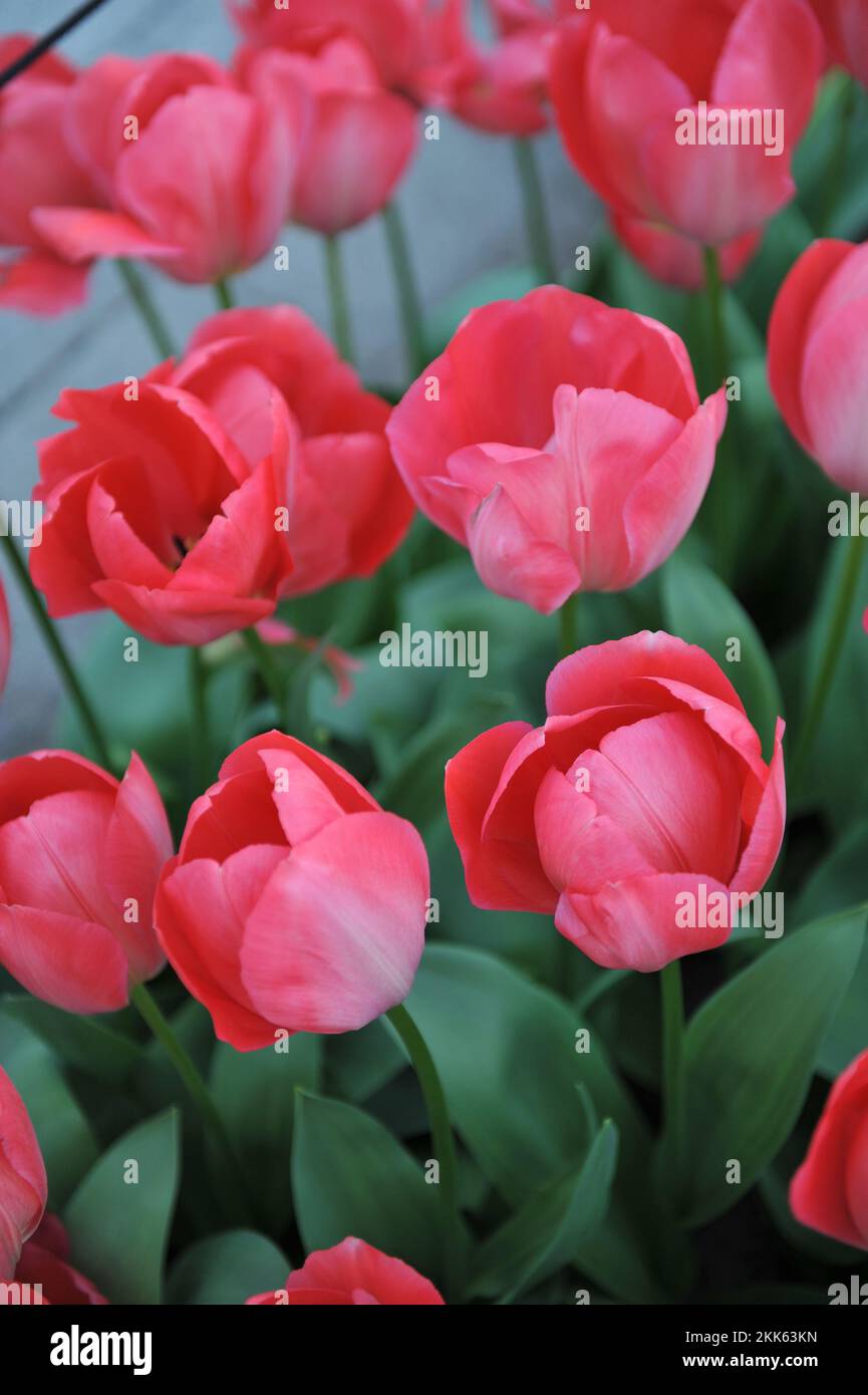 Pink Darwin Hybrid tulips (Tulipa) Van Eijk bloom in a garden in April ...