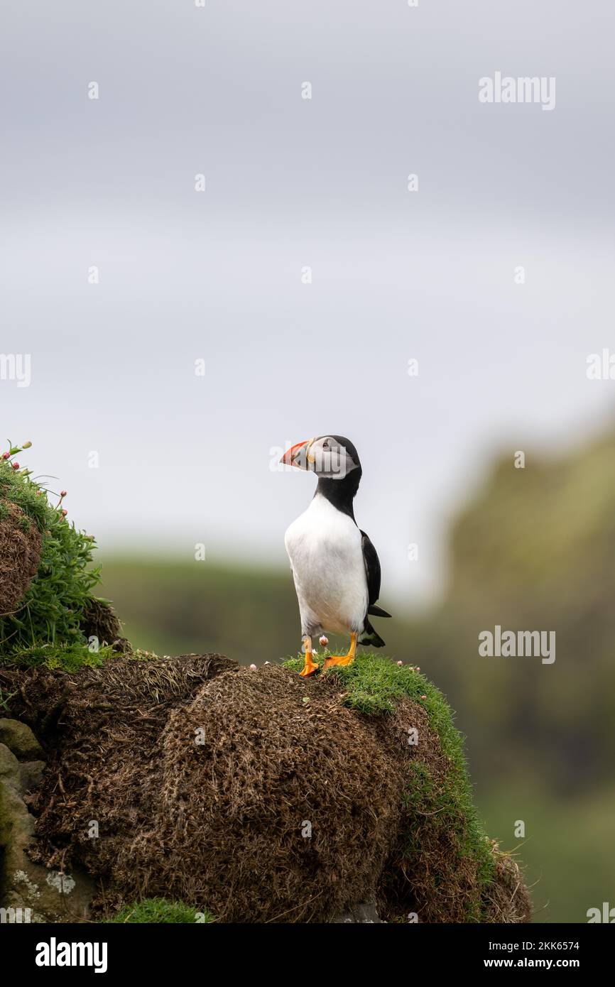 The vertical macro shot of an Atlantic puffin perching on a soil ...