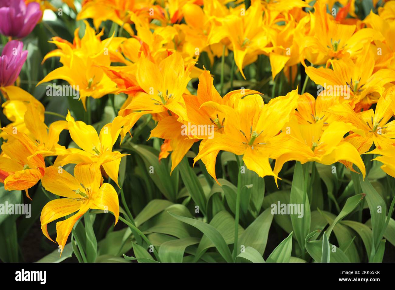 Yellow and red lily-flowered tulips (Tulipa) Vendeeglobe bloom in a ...