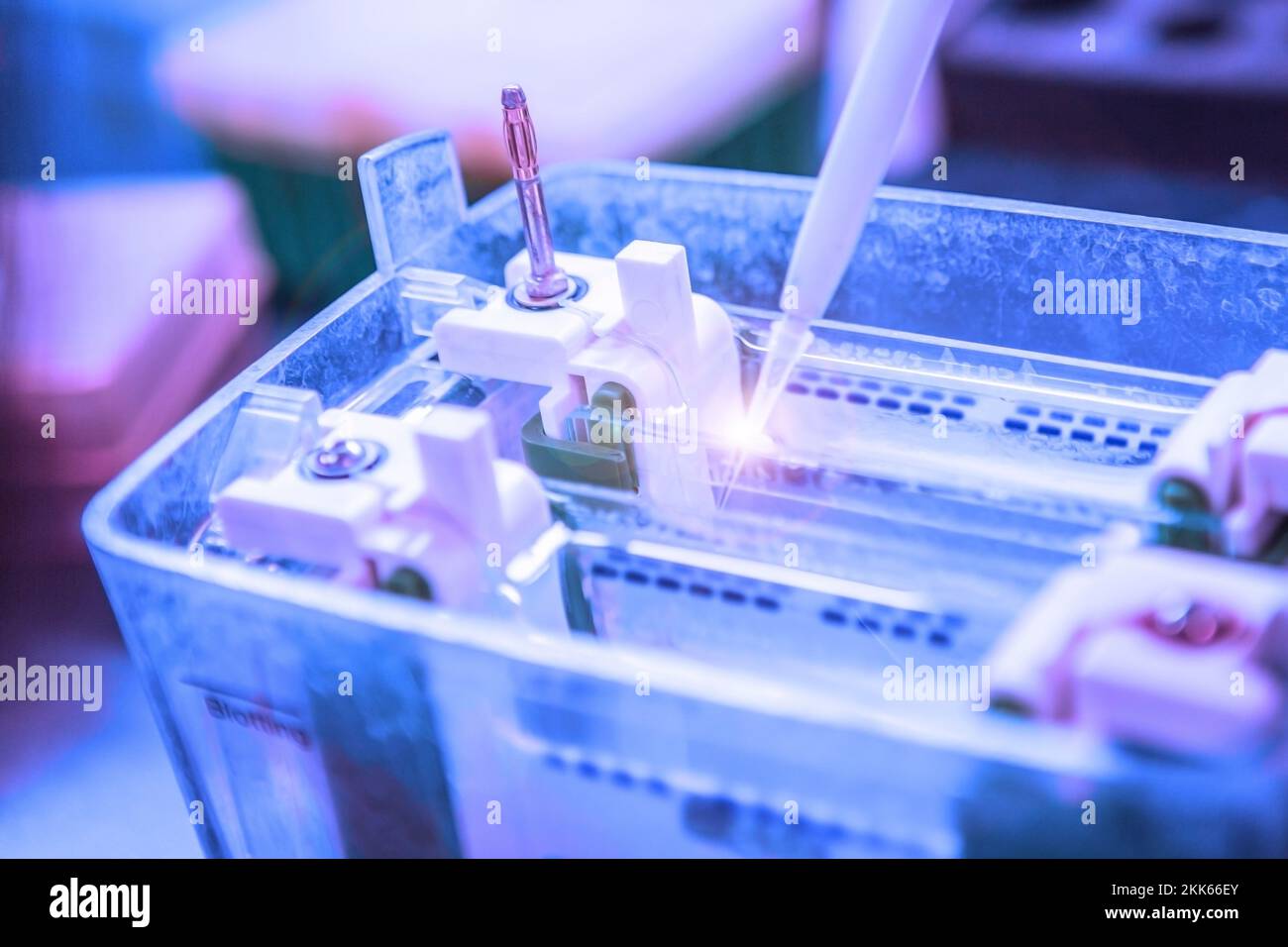 Western blot analysis use as protein analysis for protein detection ...
