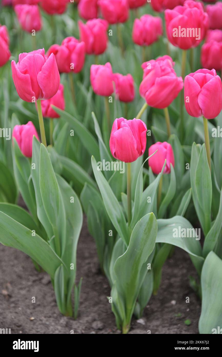 Pink Triumph tulips (Tulipa) Ventura Lily bloom in a garden in April ...