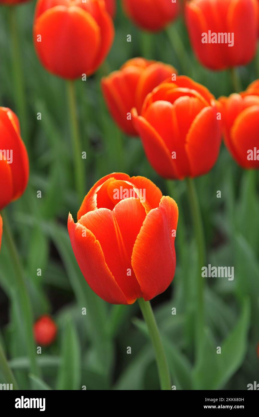 Red with yellow edges tulips (Tulipa) Verandi bloom in a garden in ...