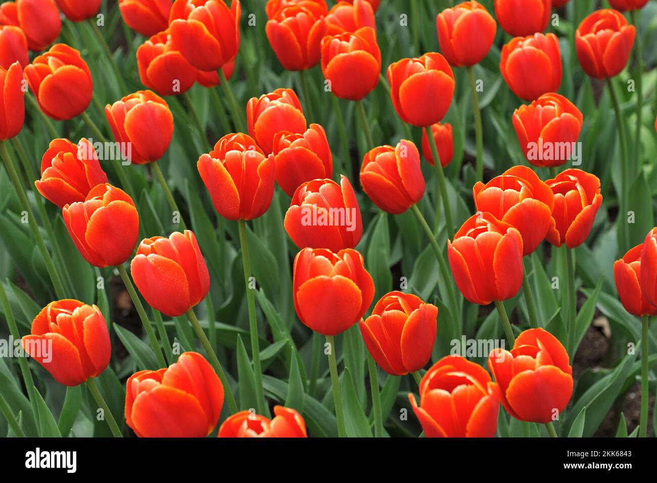 Red with yellow edges tulips (Tulipa) Verandi bloom in a garden in ...