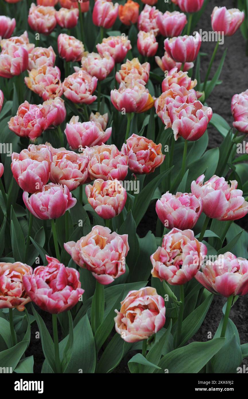 Red, white and yellow peony-flowered Double Early tulips (Tulipa ...
