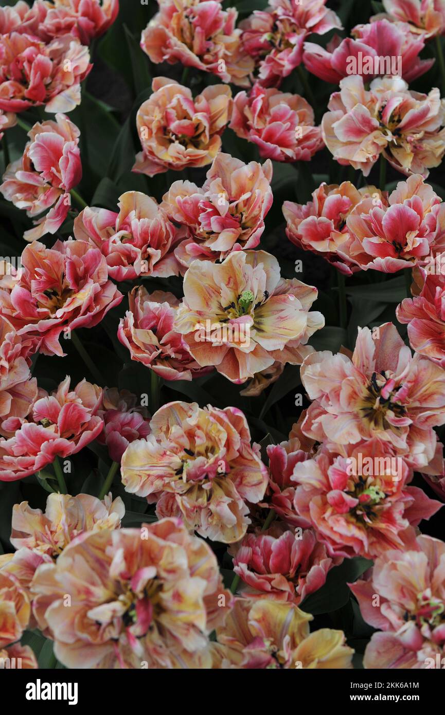 Red, white and yellow peony-flowered Double Early tulips (Tulipa ...