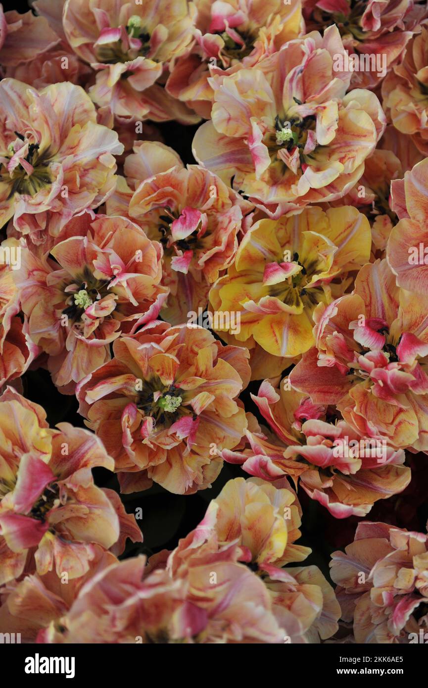 Red, white and yellow peony-flowered Double Early tulips (Tulipa ...