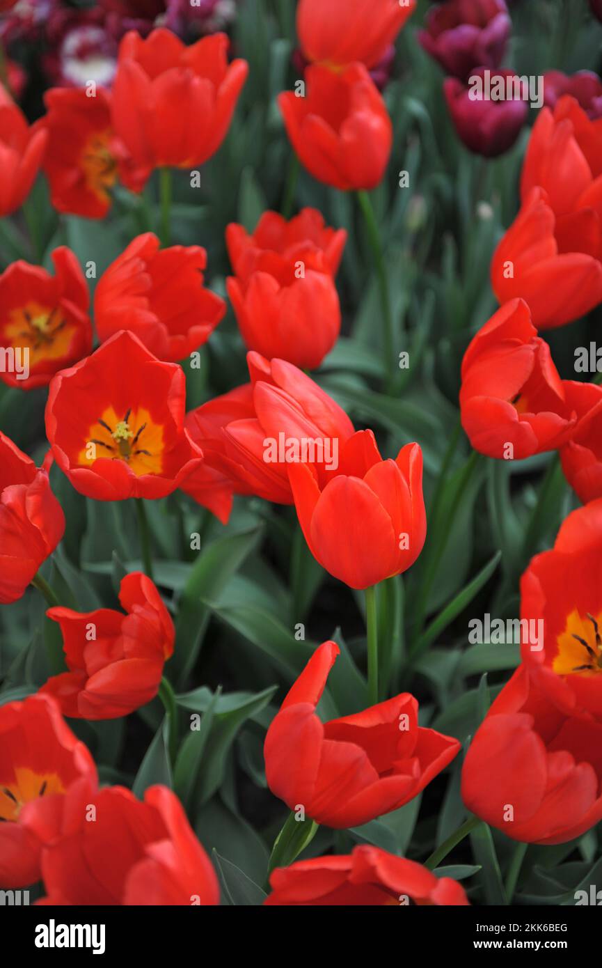 Red Triumph tulips (Tulipa) Vesna bloom in a garden in April Stock ...