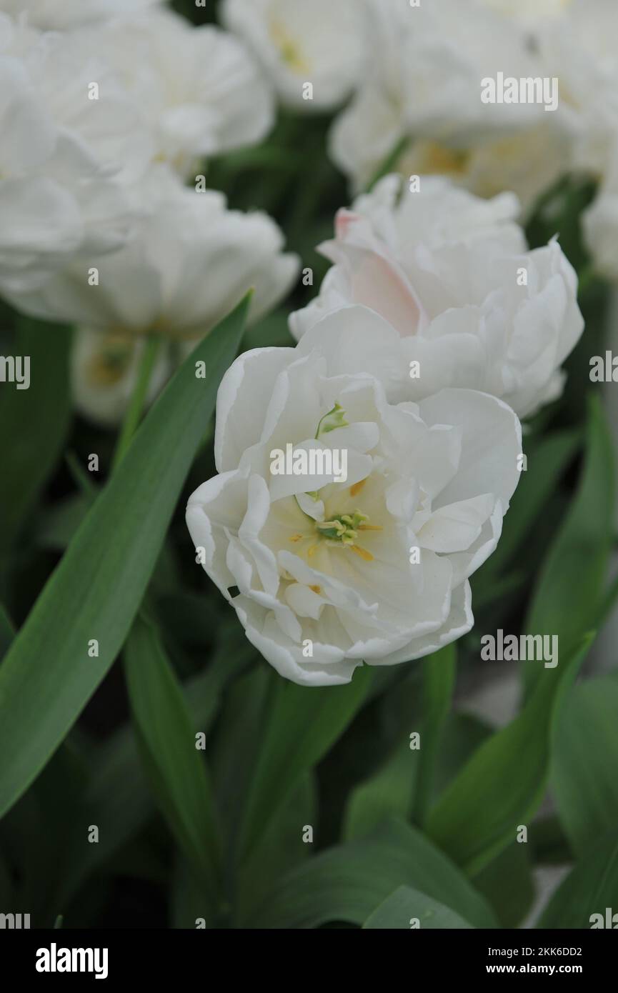 White peony-flowered Double Late tulips (Tulipa) White Heart bloom in a ...