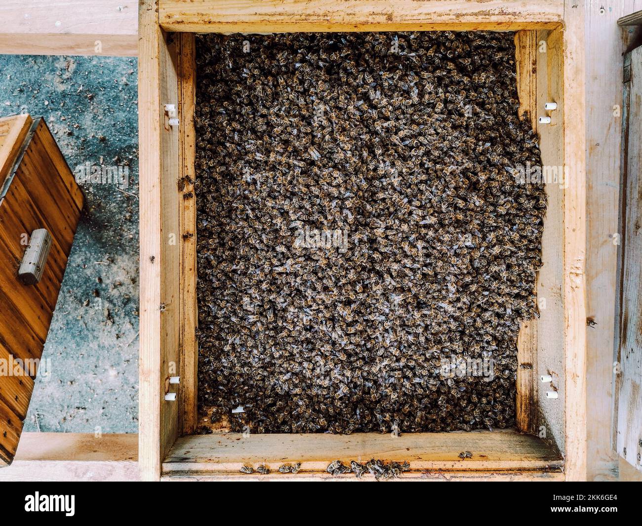A beehive full of dead honey bees. The colony collapsed due to an ...