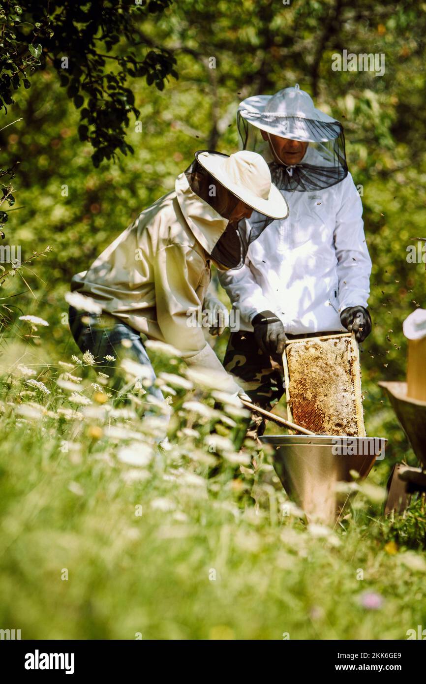 Female beekeeper in her late 30s beekeeping with her father in Slovakia ...