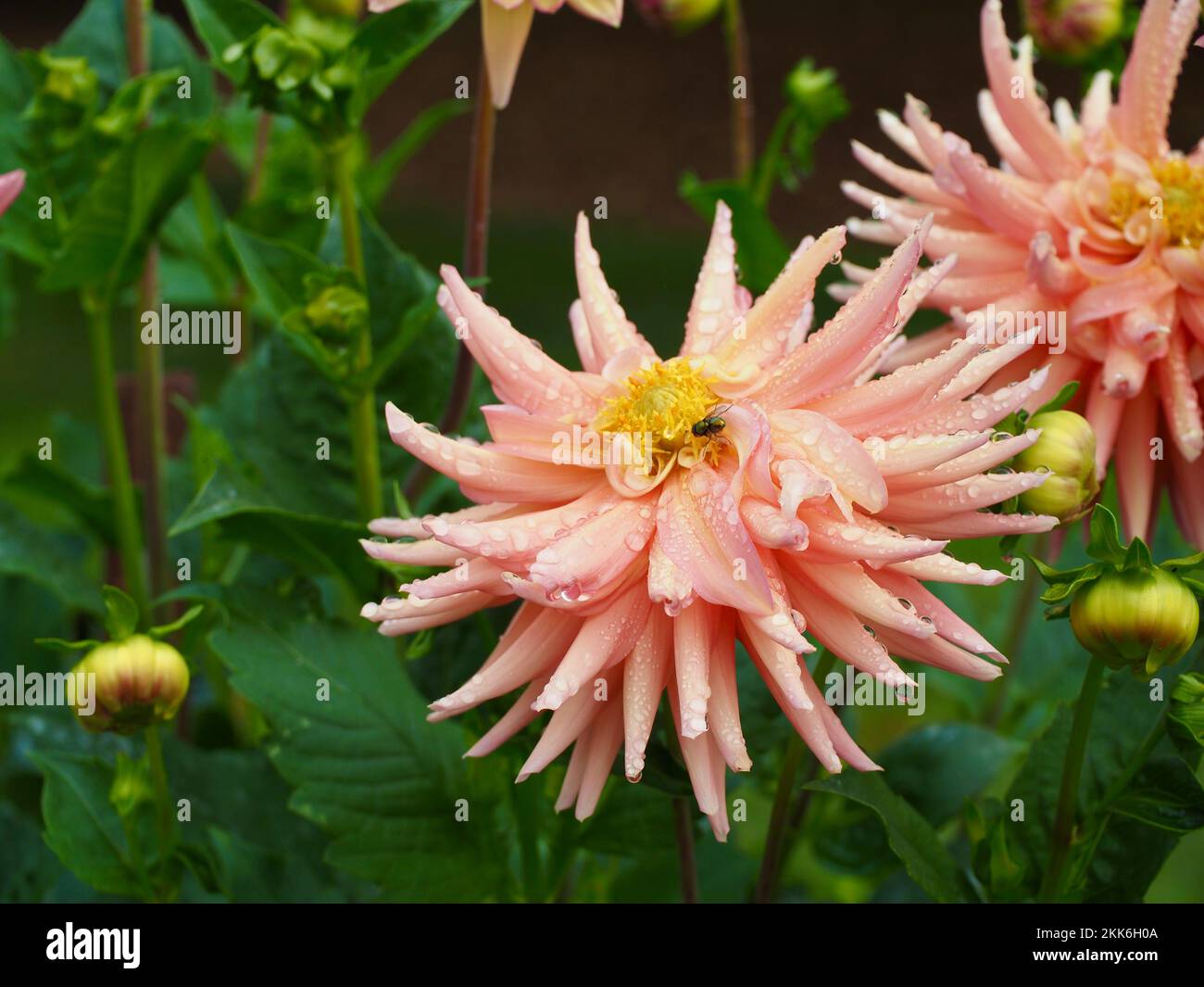 Dahlia flowers in the garden Stock Photo - Alamy