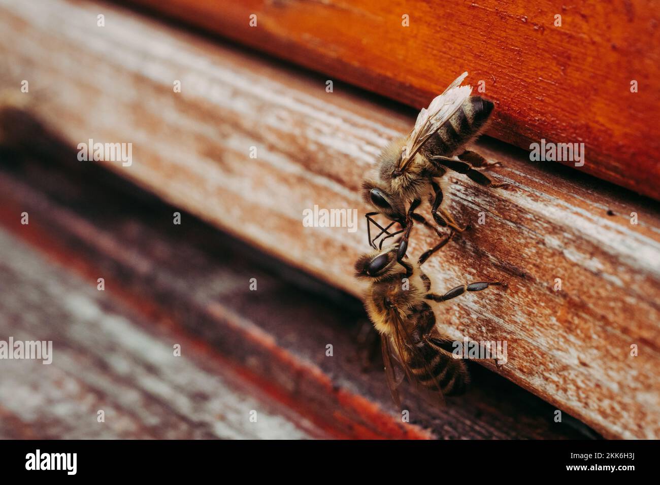 Two honey bees (Apis mellifera) communicating, Czech Republic, Central ...