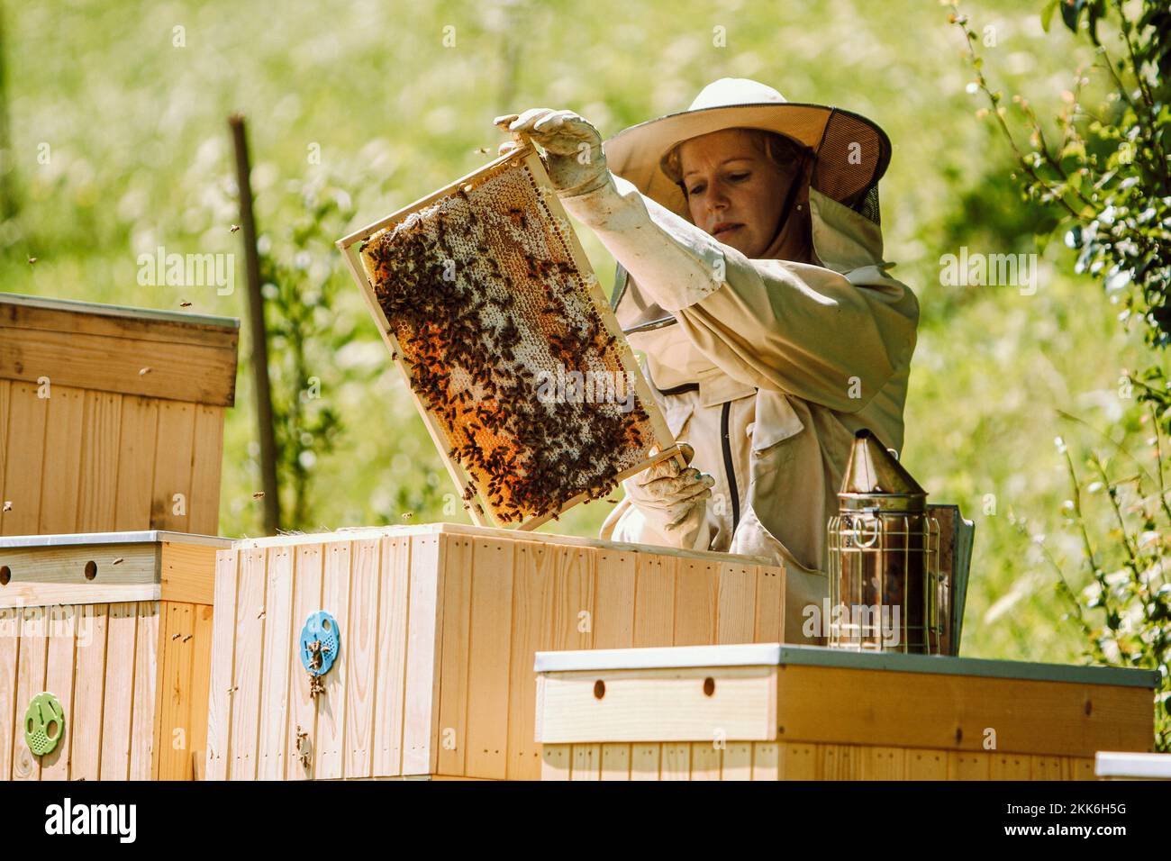 Female beekeeper taking care of beehives and honey, Slovakia. Apis ...