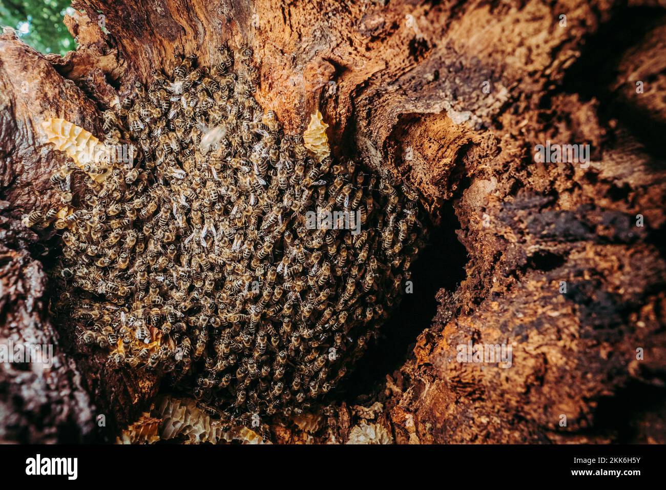 A honey bee nest in a tree trunk. Apis mellifera Stock Photo - Alamy
