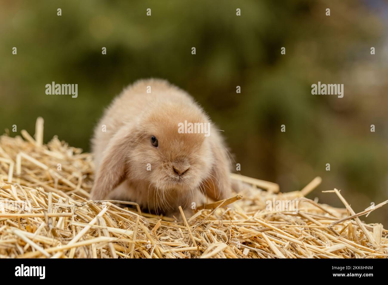Fluffy fox rabbit sits on golden hay Stock Photo - Alamy