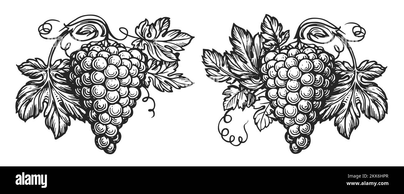 Vine with leaves and bunch of grapes in vintage engraving style. Hand ...