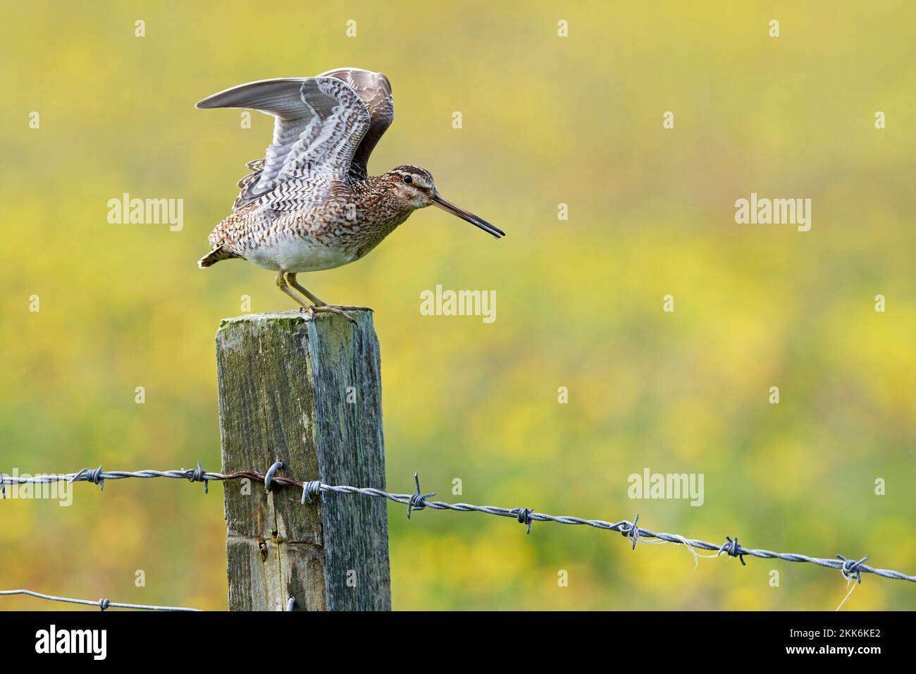 Common snipe (Gallingo gallinago), Sheltand Isles, Scotland, UK Stock ...