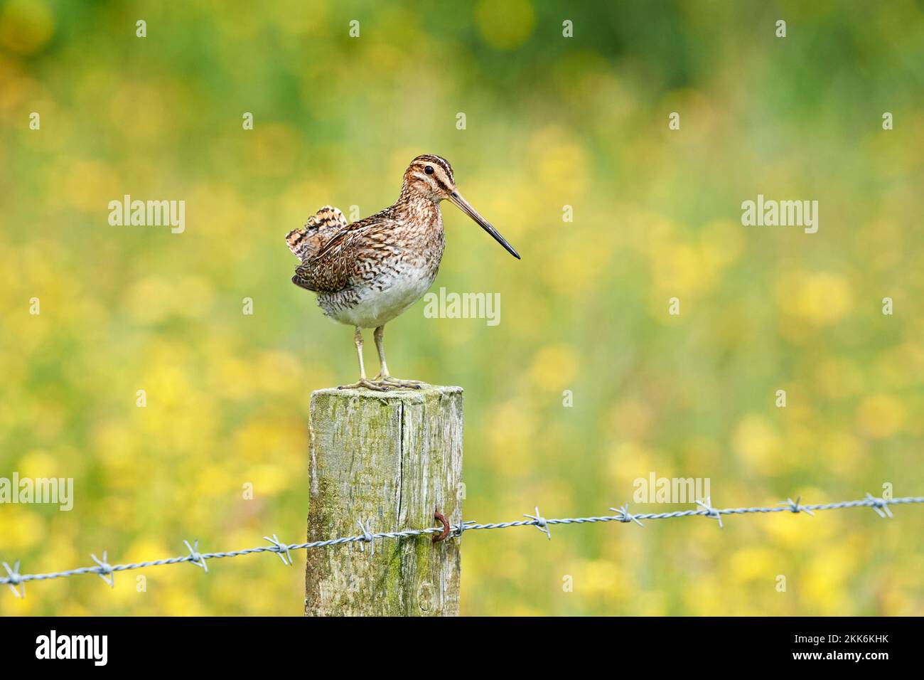 Gallingo gallinago hi-res stock photography and images - Alamy