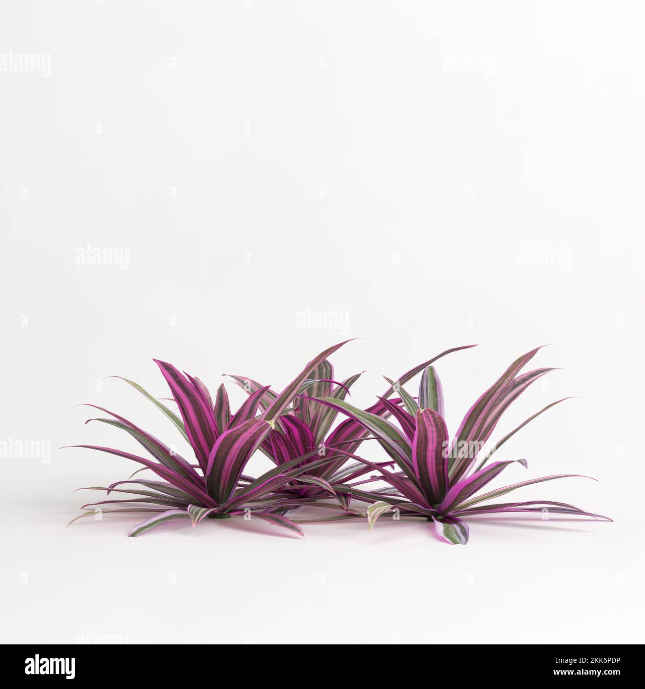 3d illustration of rhoeo spathaceo bush isolated on white background ...