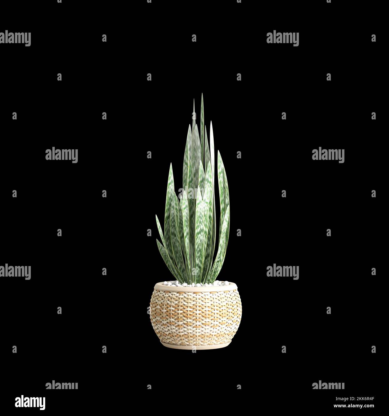 3d illustration of potted plant isolated on black background Stock ...
